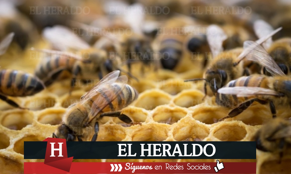 El Heraldo de Poza Rica - Producción de miel disminuye en el norte de ...