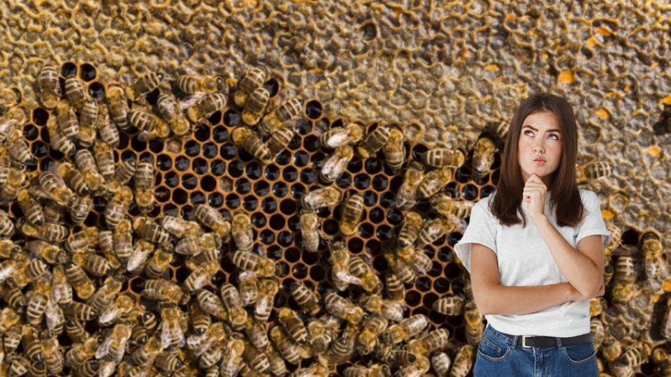 El Heraldo de Poza Rica - Este es el significado de que las avispas construyan un panal en tu ...