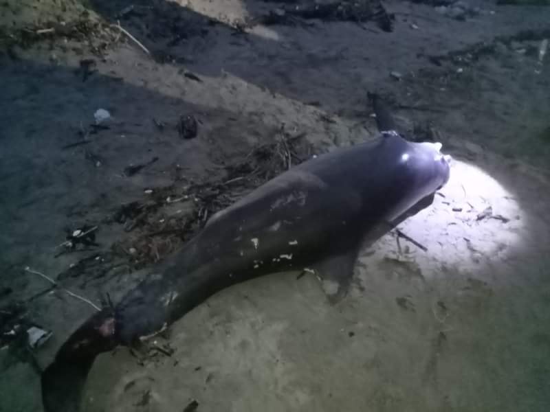 El Heraldo de Poza Rica - Encuentran delfín muerto
