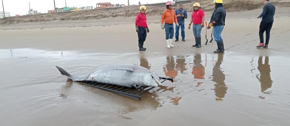 El Heraldo de Poza Rica - Hallan delfín muerto